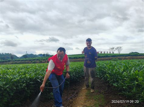 贵州大学绿色农药全国重点实验室“epns的田间应用技术”试验示范团队到湄潭县开展茶树病虫害田间调查及防治