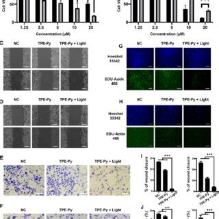 Cell Viability Migration And Invasion Of BGC 823 And SGC 7901 Cells