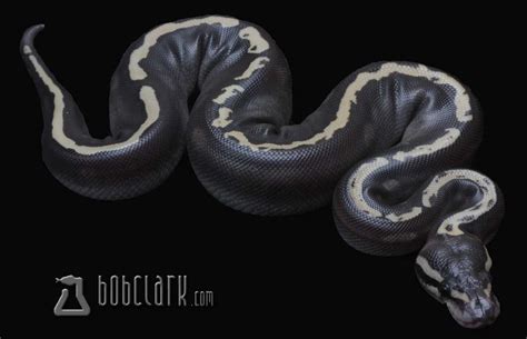 Ghi Ball Python Care A Comprehensive Guide Vital Frog