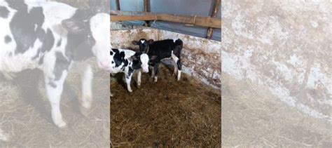 Продам бычков купить в Симферополе Животные и зоотовары Авито