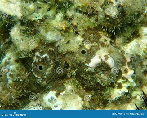 Brown Boring Sponge Cliona Schmidtii Extreme Close Up Undersea Aegean Sea Stock Image Image