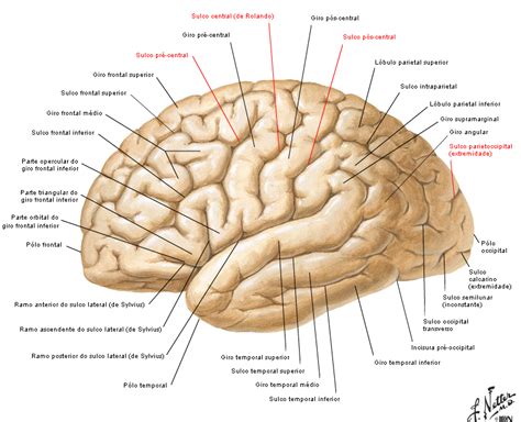 Resumo De Córtex Cerebral Divisão Função E Mais