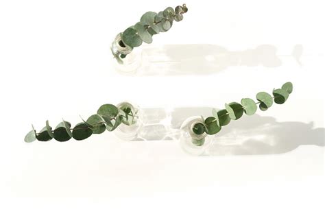 녹색 유칼립투스는 유리 병에 잎과 흰색 배경에 그림자 맨 위 보기입니다 복사 Space플랫 레이 꽃 카드 0명에 대한 스톡 사진 및 기타 이미지 Istock