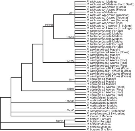 Strict Consensus Of Two Most Parsimonious Trees Resulting From Maximum