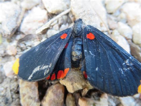Red Bordered Pixie From 3333 Butterfly Park Mission Tx 78572 Usa On