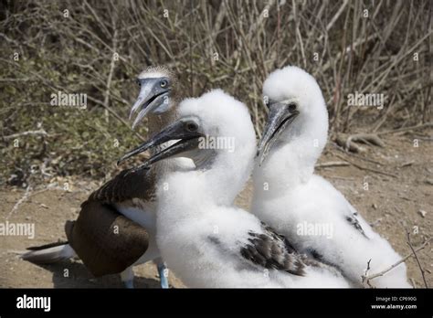 Blue Footed Boobies Nesting On The Isla De La Plata Off Ecuadors