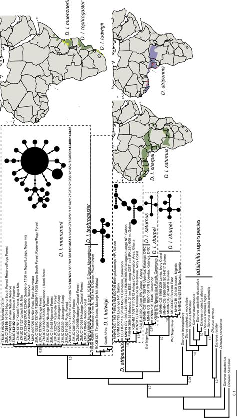 The 50 Majority Rule Consensus Rule Tree Resulting From The Bayesian