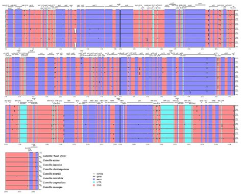 Global Alignment Of Chloroplast Genomes For C Xiari Qixin And Seven Download Scientific