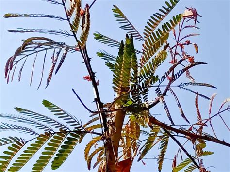 ကင်ပွန်းချဉ်ပင်များ တစ်နိုင်တစ်ပိုင်စိုက်ပျိုးထိန်းသိမ်းခြင်းဖြင့