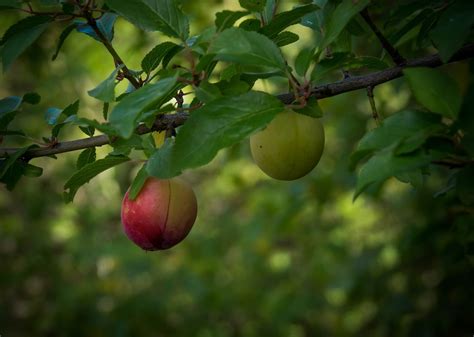 Immature Red Cheeks Free Photo On Pixabay Pixabay
