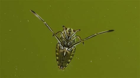 How To Get Rid Of Water Bugs In Pool Expert Guide That Actually Works