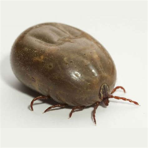 Pest Identification Complete Pest Control Inc