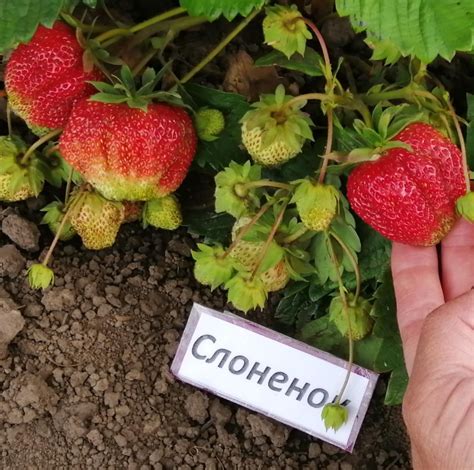 Где купить саженцы клубники Слоненок в СПб - 1 адрес