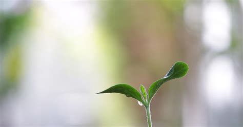 How Do Trees Clean Our Air Feature RSC Education