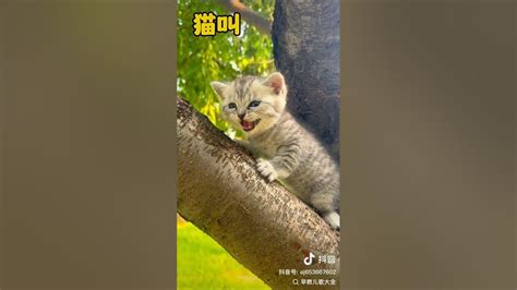 Chinese Funy Shorts Videos China Comedy Foryou Funny Youtube