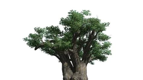 Isolated Tree On The Wind White Backgrou Stock Video Pond