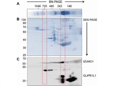 Izumo1 And Glipr1l1 Reside In Multimeric Protein Complexes A Native Download Scientific