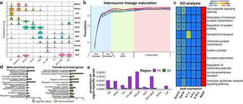 Figure S4 Analysis Of Interneuron Lineages A Markers Of Interneuron Download Scientific