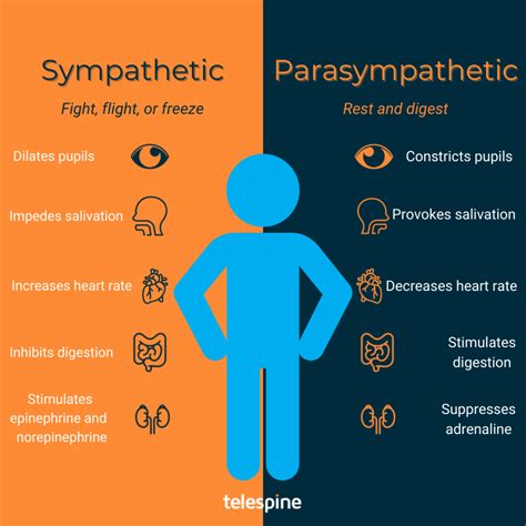 Vocal Exercises Parasympathetic Nervous System Cranial Nerves Vagus My XXX Hot Girl