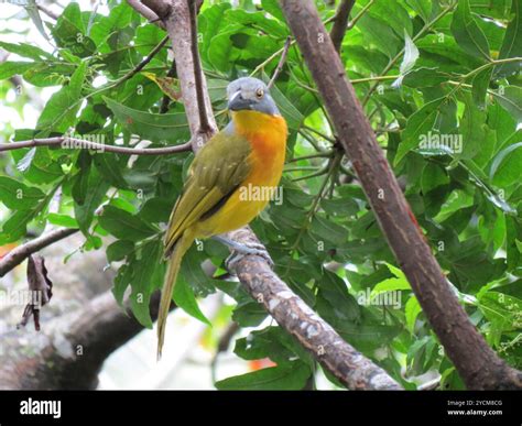 Southeastern Grey Headed Bushshrike Malaconotus Blanchoti Hypopyrrhus