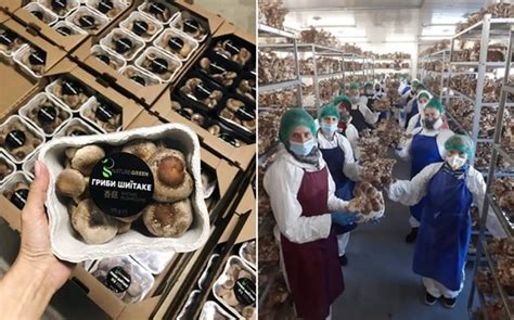 Украински износител на гъби шийтаке навлиза на германския пазар