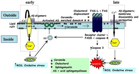 Sphingomyelin Sm Processing By Neutral Or Acid Sphingomyelinase As