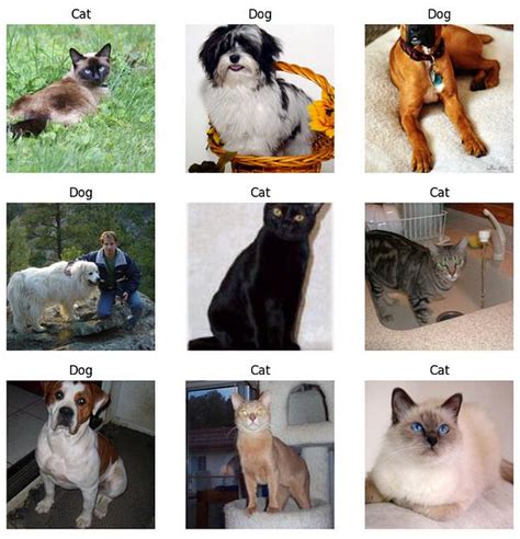 Ahmed Imam On Linkedin Image Classification With Fastai