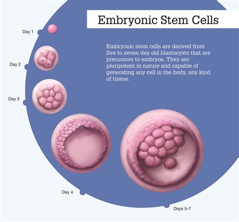 Αποτέλεσμα εικόνας για Embryonic Stem Cells