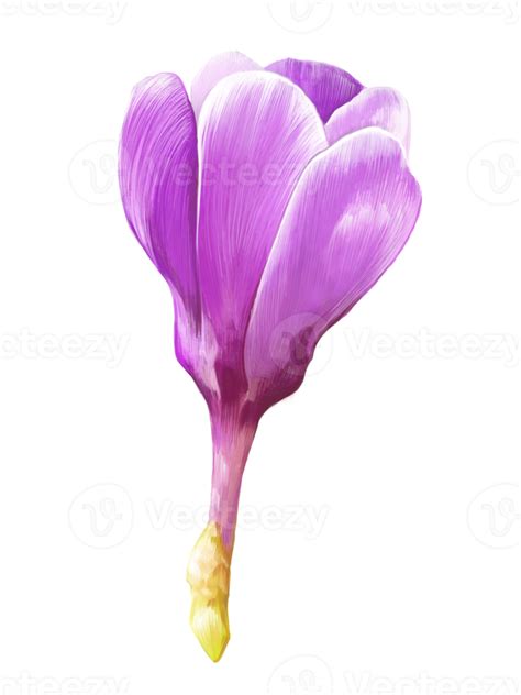 Saffron Crocus Close Up Drawing 15270698 Png