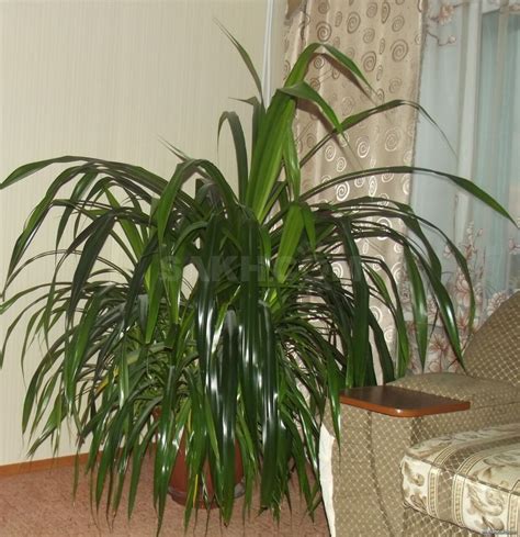 Цветы с длинными листьями комнатные 66 фото