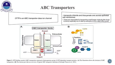 Cystic Fibrosis Cftr Gene Pptx