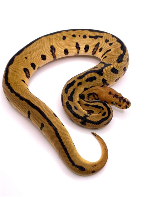 Batman Ball Python By Always Evolving Pythons Morphmarket