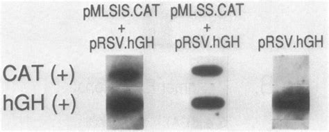Nuclear Run On Analysis Of Ivs Vs Ivs Vectors 293s Cells Were Download Scientific