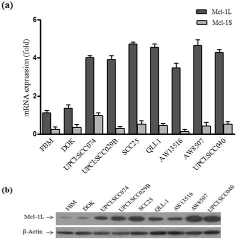 Expression Of Mcl Isoforms In Oral Cell Lines A Expression Of Download Scientific Diagram