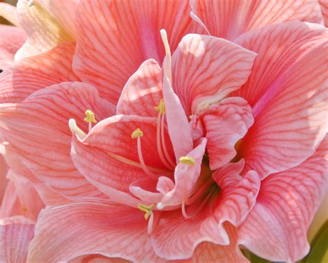 Amaryllis Sweet Nymph Bulbs — Buy Online At Farmer Gracy Uk
