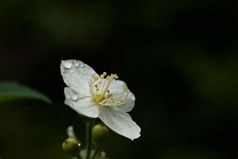 기타 고광나무 기타 생물종 Bric