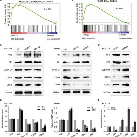 Trim23 Promotes Proliferation Of Crc Cells Through P53‐cell Cycle Download Scientific Diagram