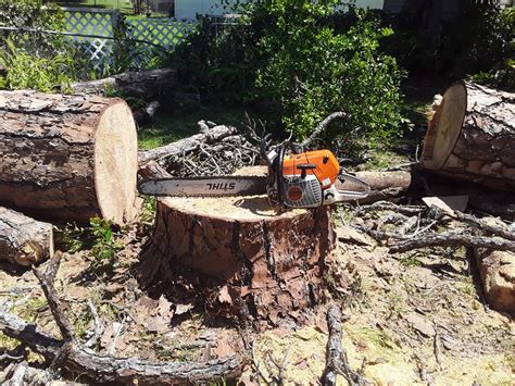 Tree Cutting In Hayward CA Bay Tree Removal Service