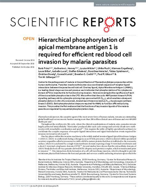 Pdf Hierarchical Phosphorylation Of Apical Membrane Antigen 1 Is