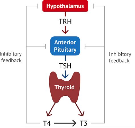 Figure 1 From Review On Tirads Scoring Based Thyroid Nodule Malignancy Detection Semantic Scholar