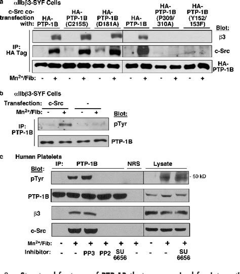 Figure 3 From Ptp 1b Is An Essential Positive Regulator Of Platelet Integrin Signaling