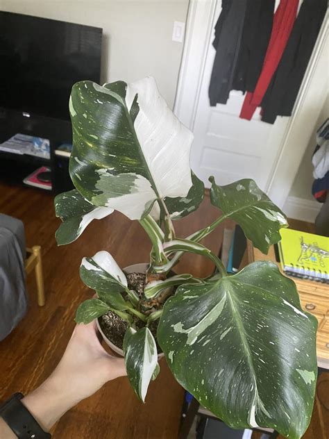 Picked Up This Lil Lad Today Quick Question R Plants