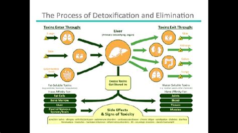 Cellular Detoxification And Healthy Elimination Youtube