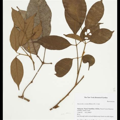 Dacryodes Costata Plant Care And How To Grow Water