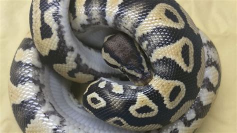 Python Snake Turned Into The Honolulu Zoo