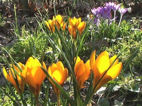 Crocus Chrysanthus Wildstaudenzauber