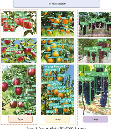 Figure 1 From Fruit Target Detection Based On Bco Yolov5 Model Semantic Scholar