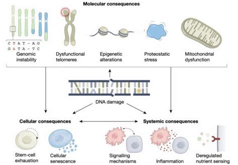 端粒dna损伤与细胞能量代谢在衰老中的作用 知乎