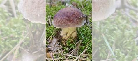 Свежие белые грибы купить в Москве Товары для дома и дачи Авито