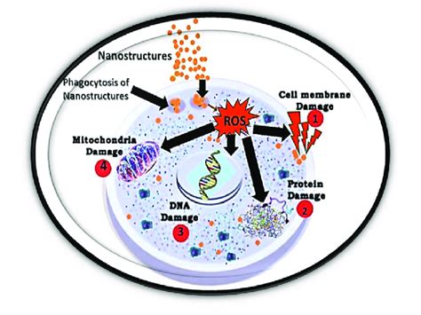 Mechanism Of The Interaction Of Nanostructures With Cancerous Cells Download Scientific Diagram
